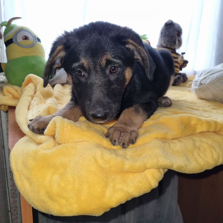 Метис овчарки Гретта в дар