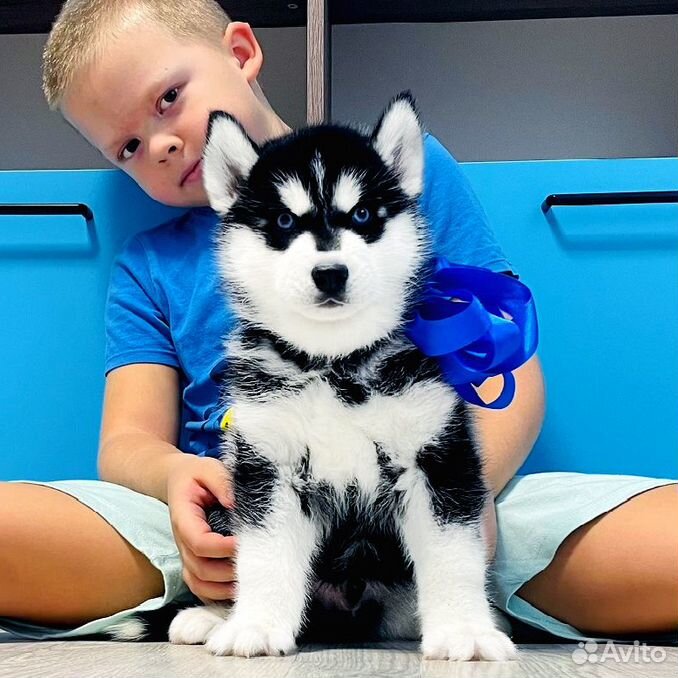 Хаски - Крутыши Супер Щеночки для Вас )
