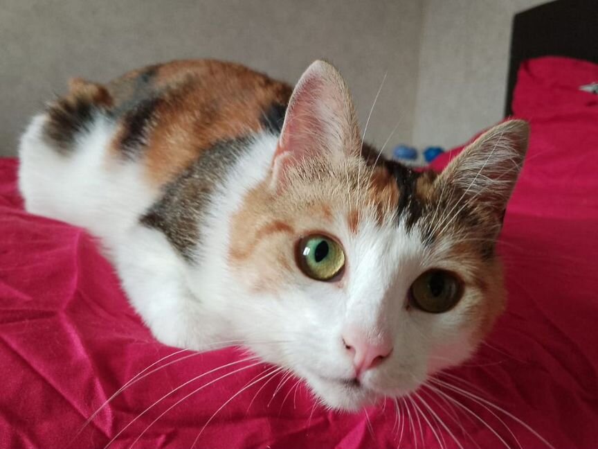 Кошка ищет дом