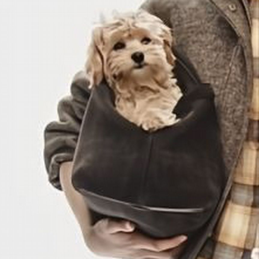 Мальтипу, щенок