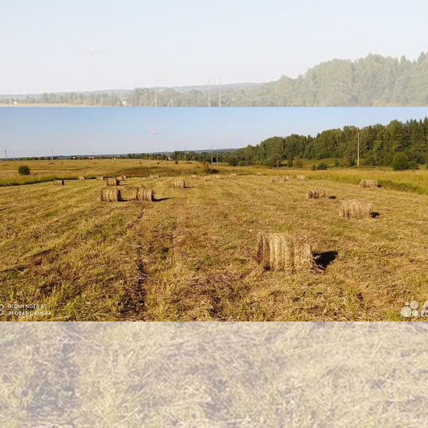 Сено прошлогоднее 2024