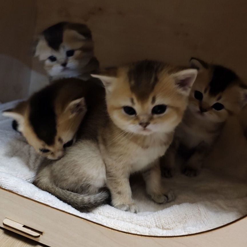 Шотландский вислоухий короткошёрстный котёнок