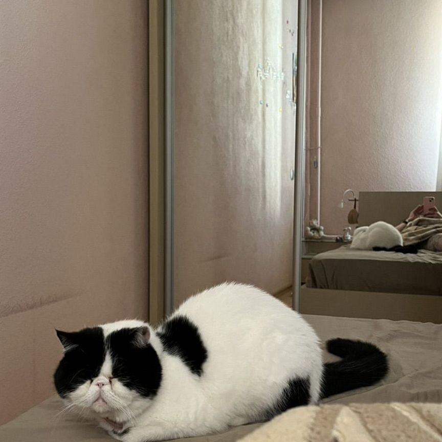 Экзотический короткошёрстный кот, взрослый