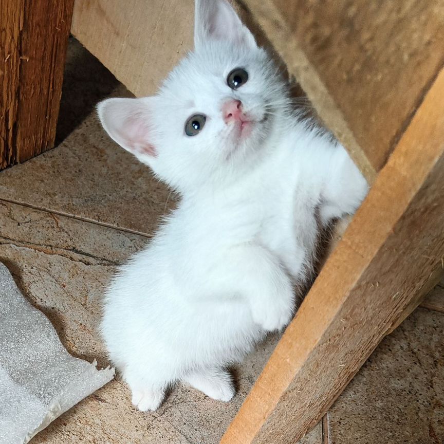 Европейский короткошёрстный котёнок