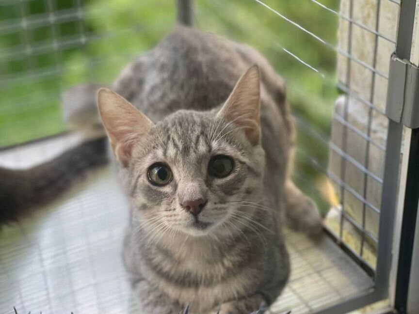 Котёнок пережил боль