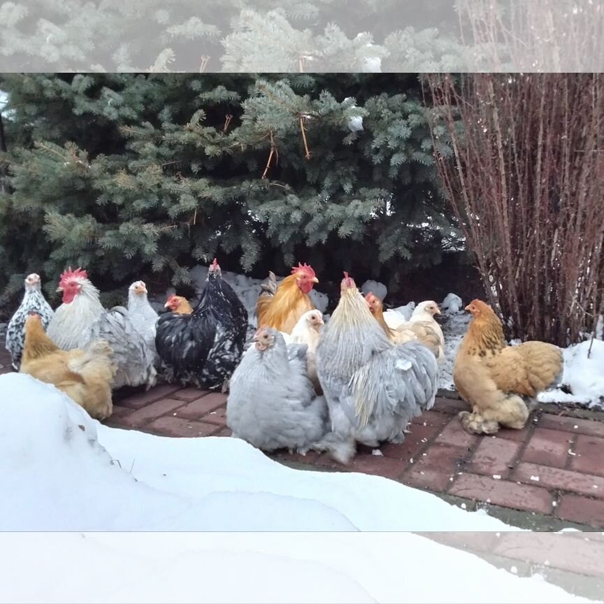 Декоративные куры