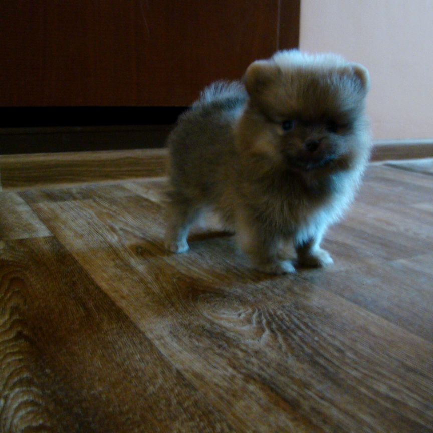 Шпиц мальчик мини красавчик