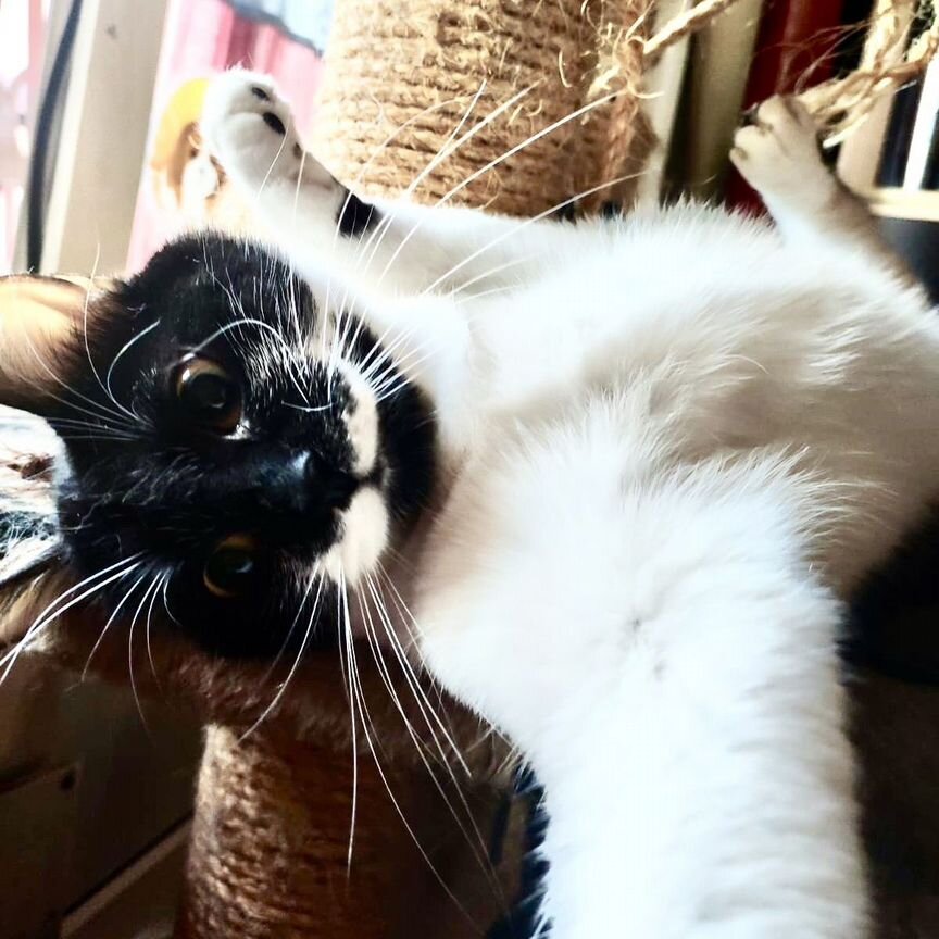 Черно белая кошечка Софико