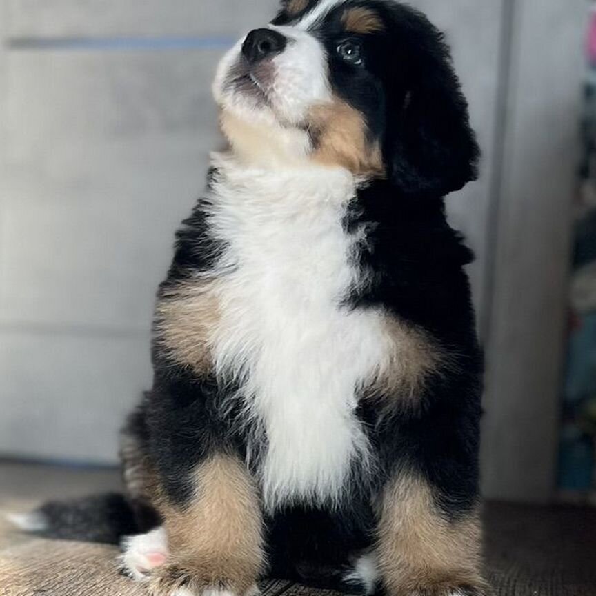 Бернский зенненхунд, щенок