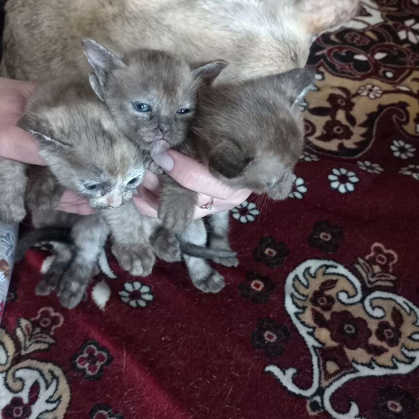 Бурмасики