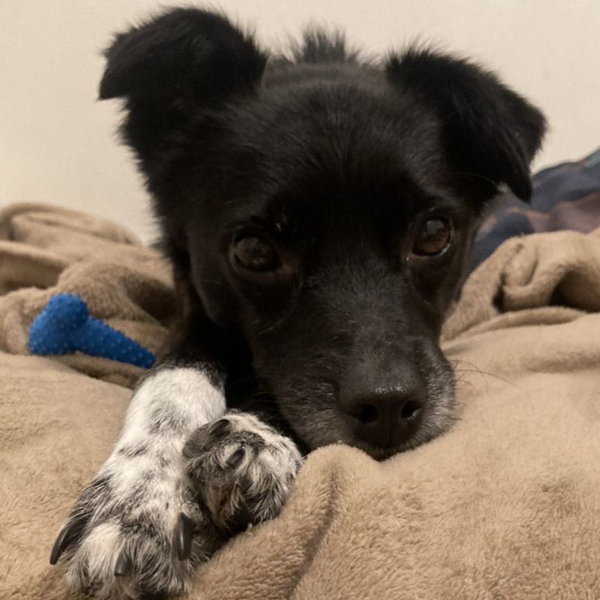 Взрослая собака в добрые руки