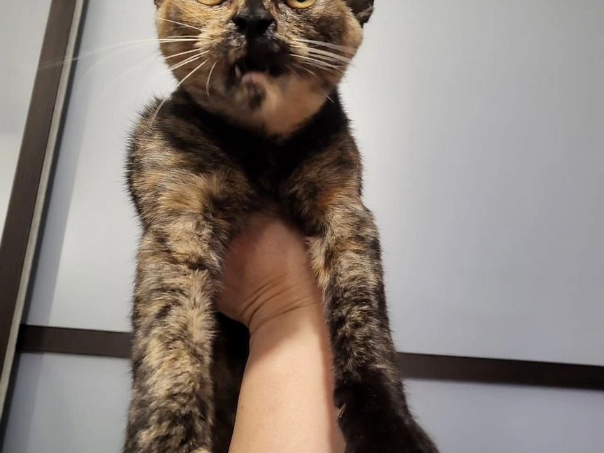 Молоденькая Пеструшка в добрые руки