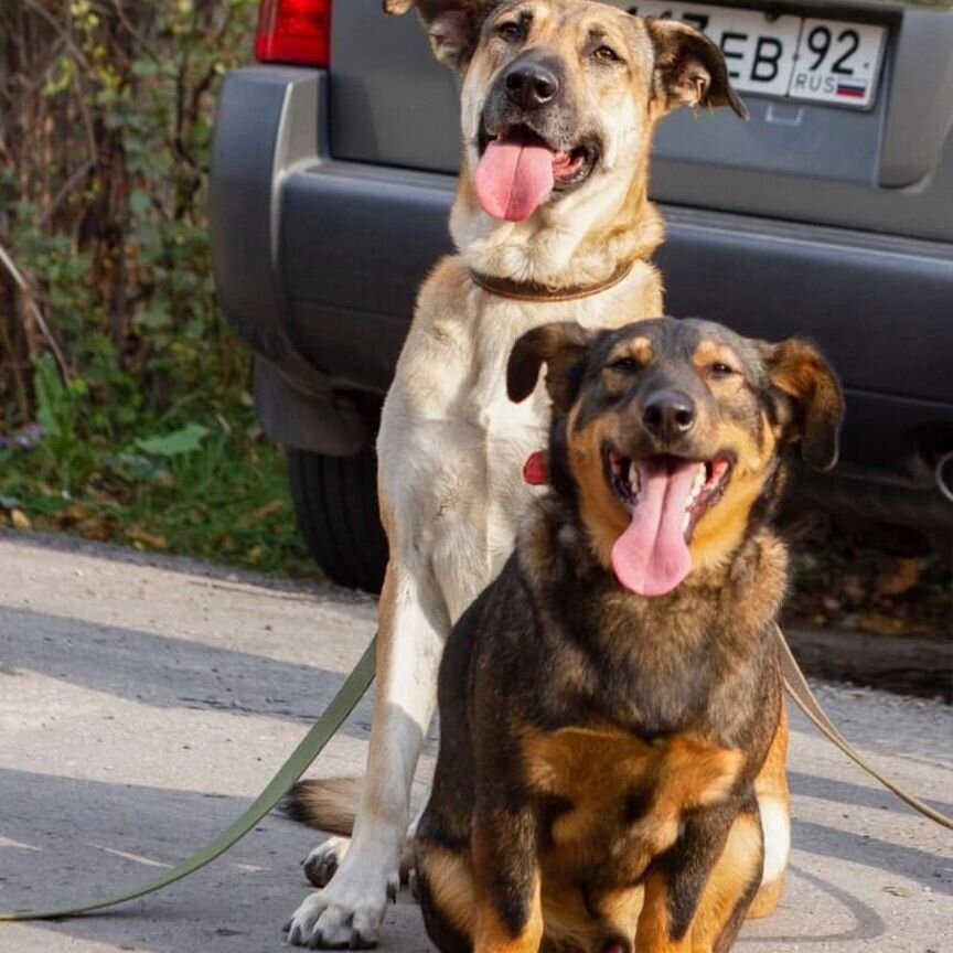 Собаки ищут дом