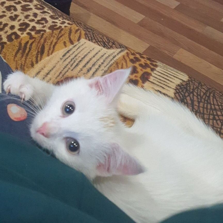 Котёнок в добрые руки