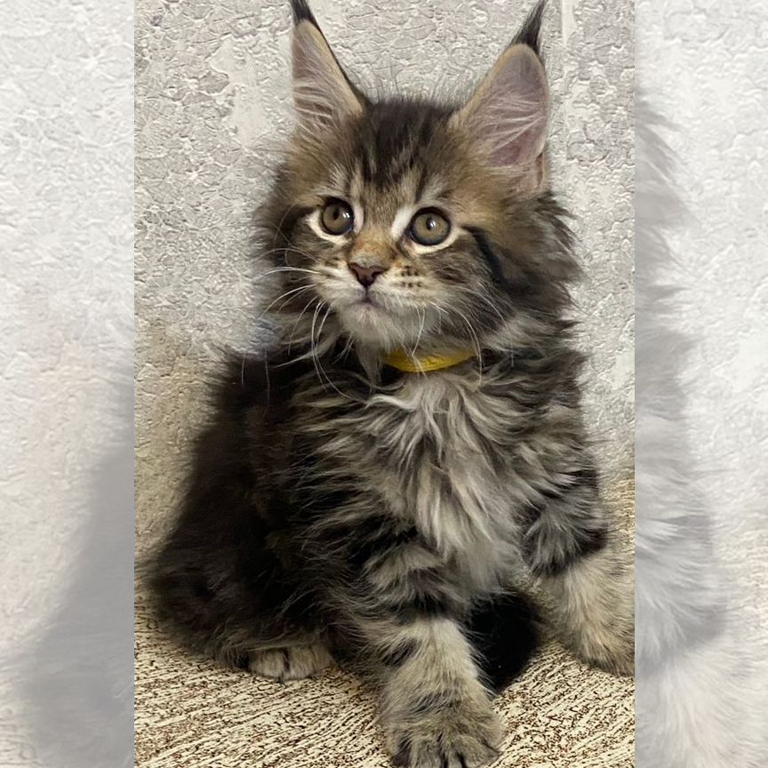 Мейн-кун котёнок