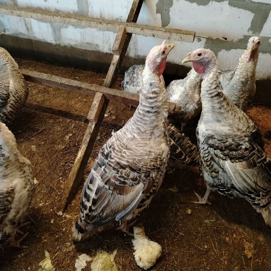 Индюки индюшата