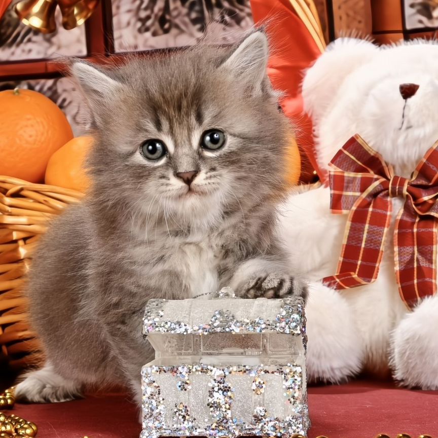 Курильский бобтейл длинношёрстный котёнок