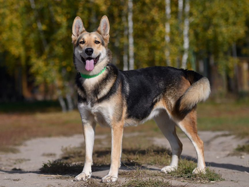 Собака в добрые руки