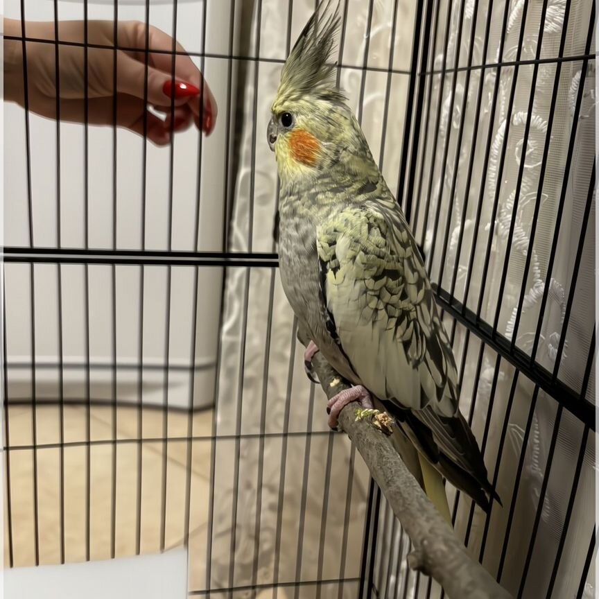 Попугай корелла девочка