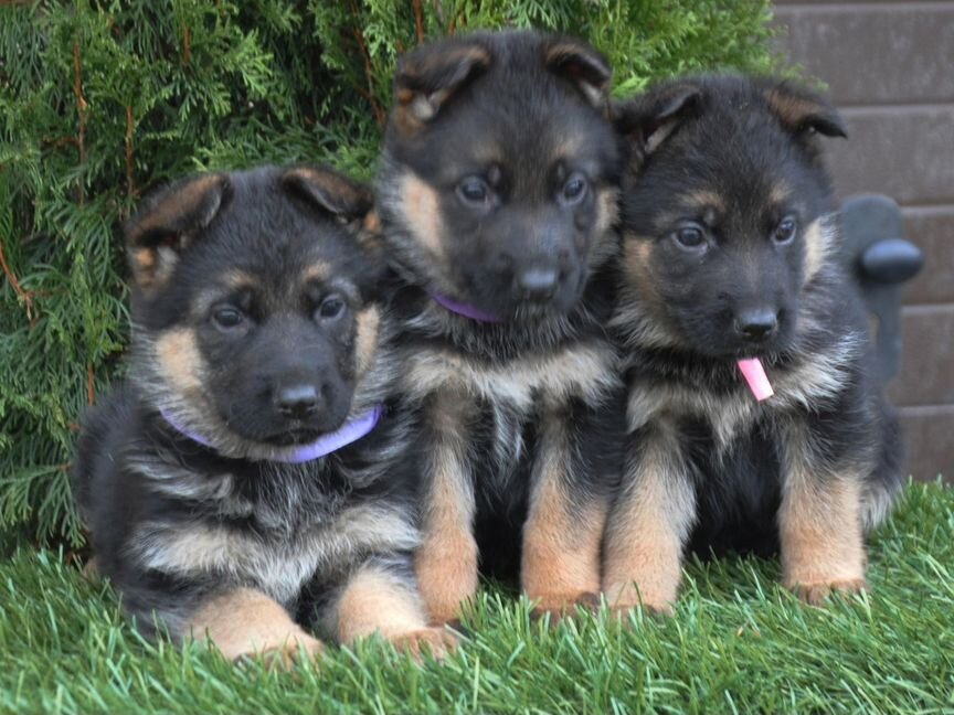 Щенки от итальянского производителя