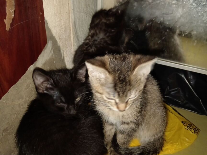 Котята в добрые руки черный один мальчик другие ж