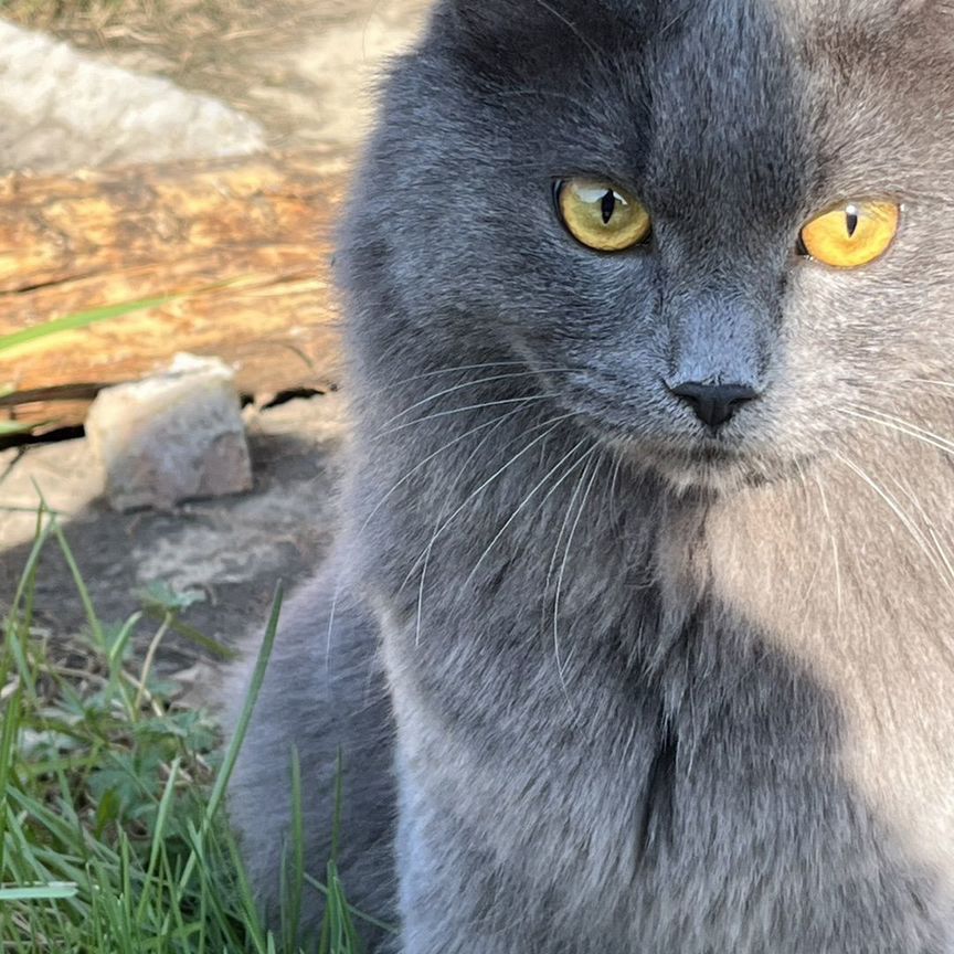 Кот смесь шатландса с британцем