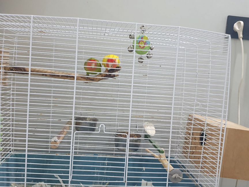 Пара неразлучников и 5 птенцов