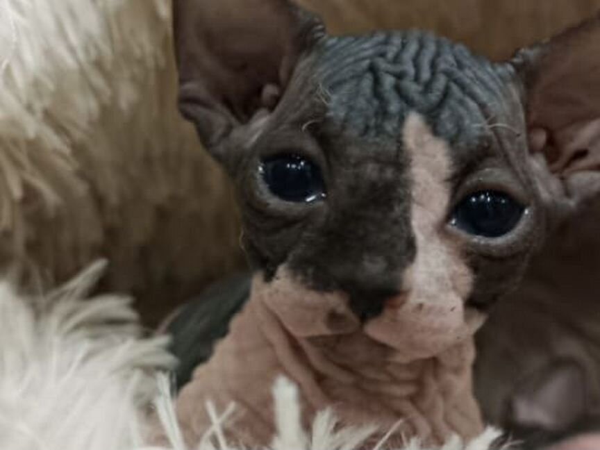 Канадский сфинксы котята 2 девочки и 1 мальчик