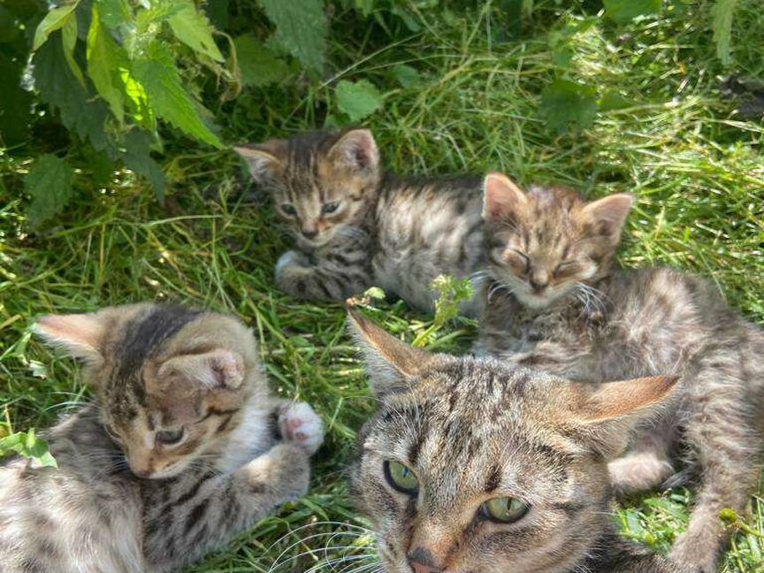 Котята домашние 1 месяц