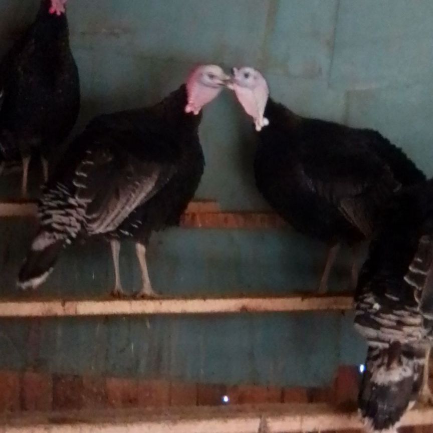 Продажа индюки домашние на племя