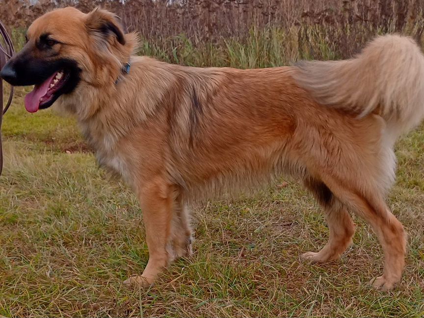 Амиго