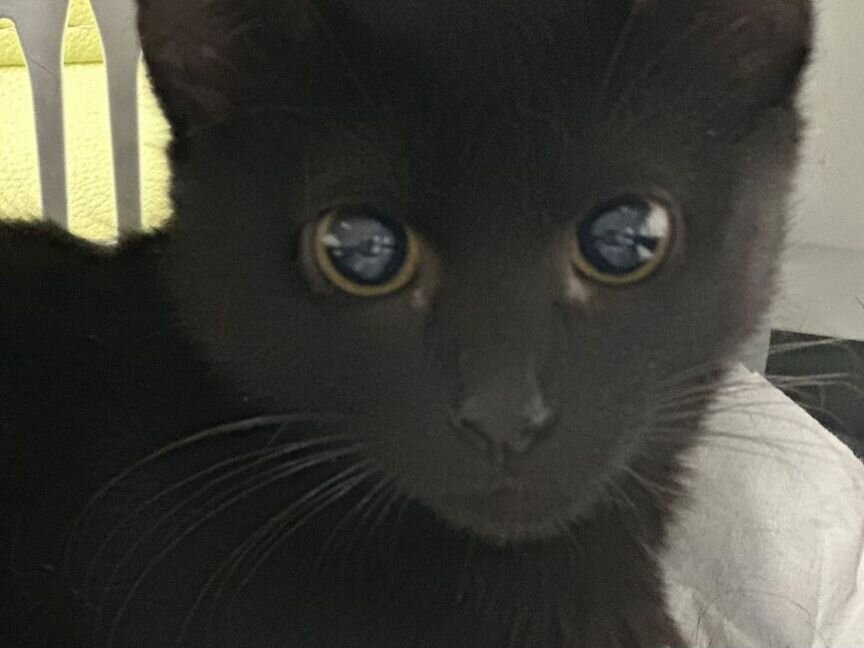 Котята ищут дом