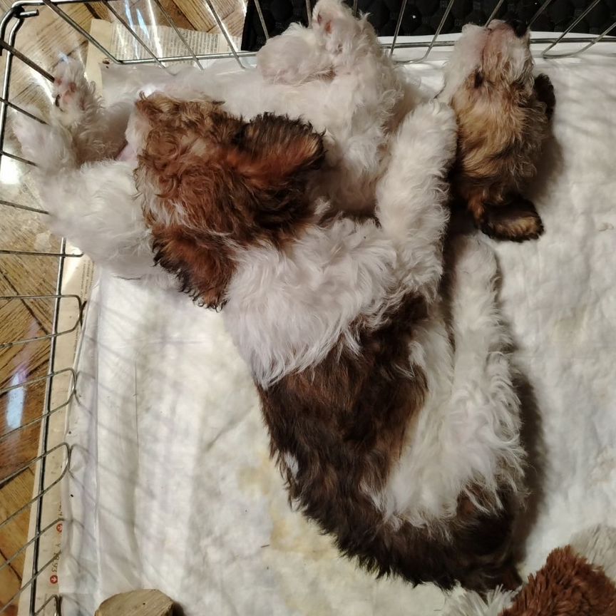 Фокстерьер, щенок