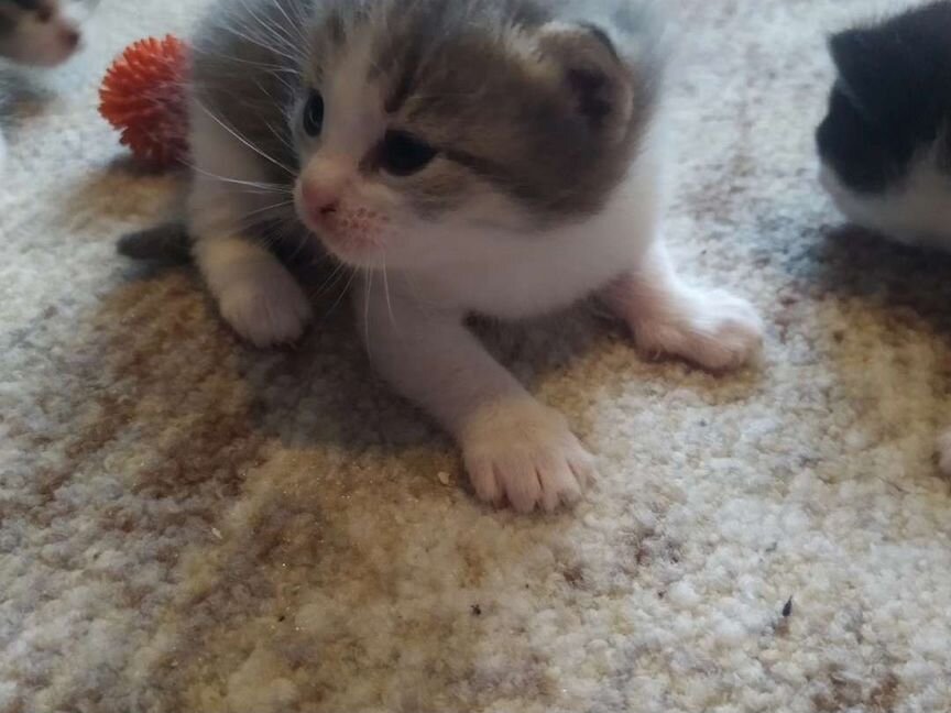 Котята в добрые руки бесплатно