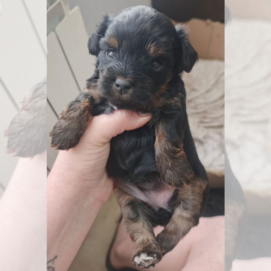 Йоркширский терьер, щенок