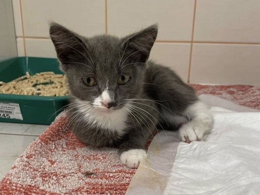 Котёнок