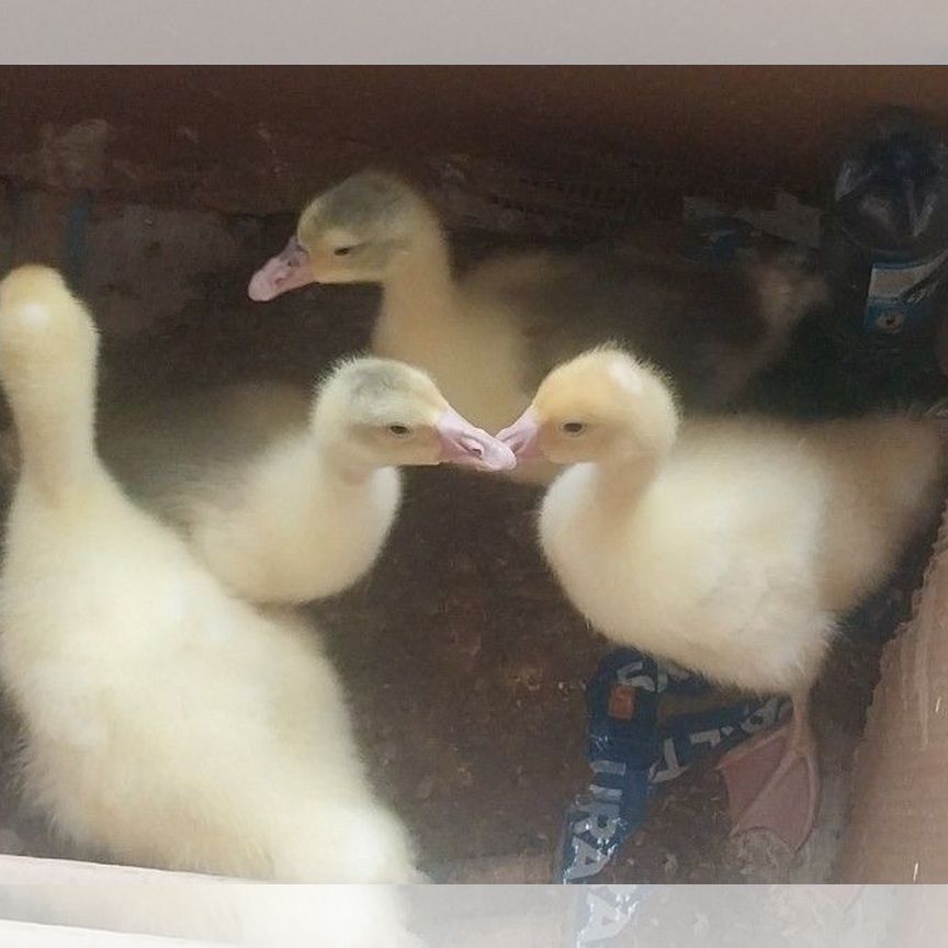 Продажа гусей