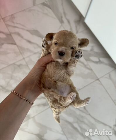 Мальтипу ф1 роскошная малышка карамель