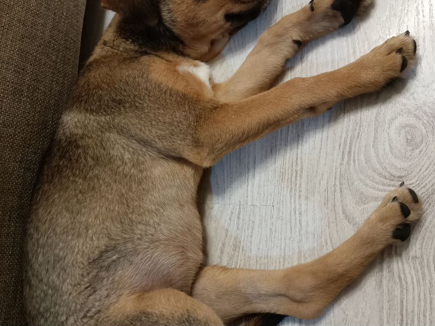 Собака в добрые руки отдам бесплатно