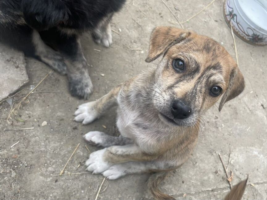 Собака в добрые руки