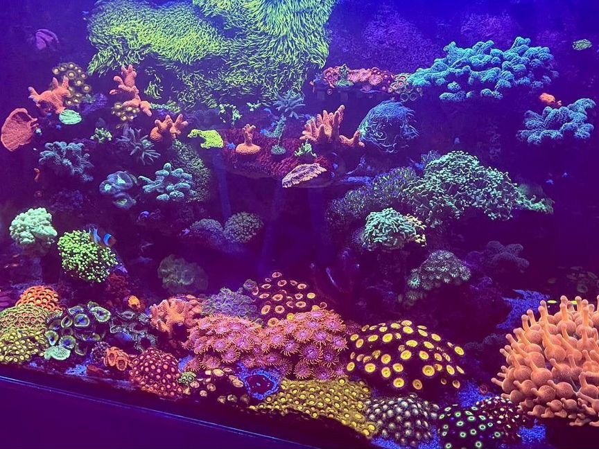 Кораллы морской аквариум (обновил наличие)