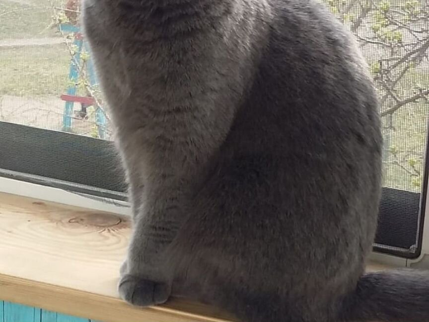 Британская вислоухая кошка