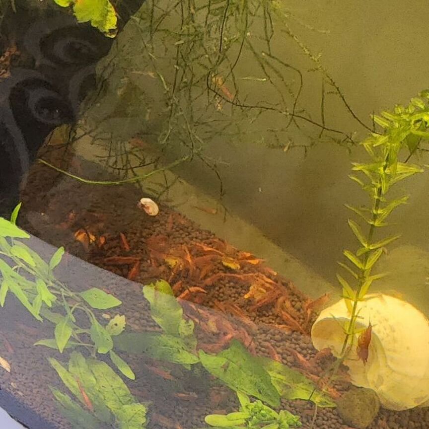 Креветки chery