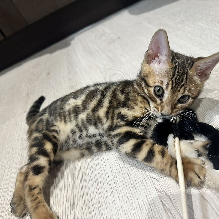 Бенгальская кошка девочка