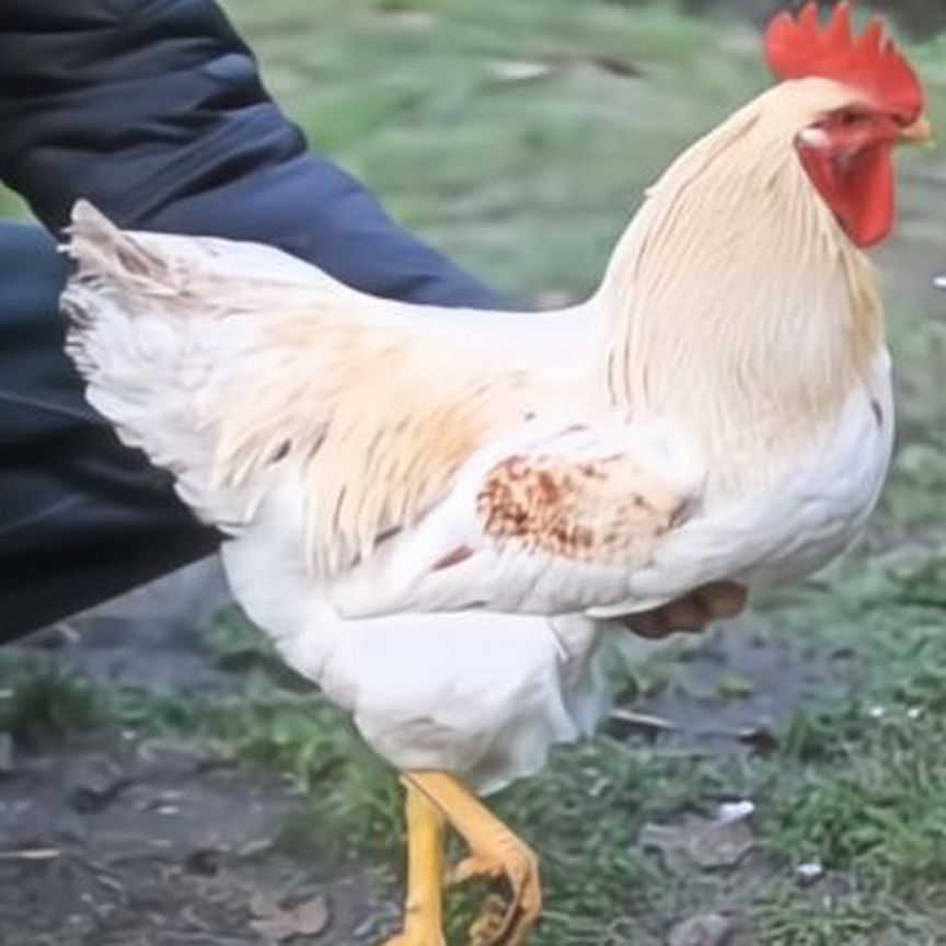 Петухи породы Ломан Браун