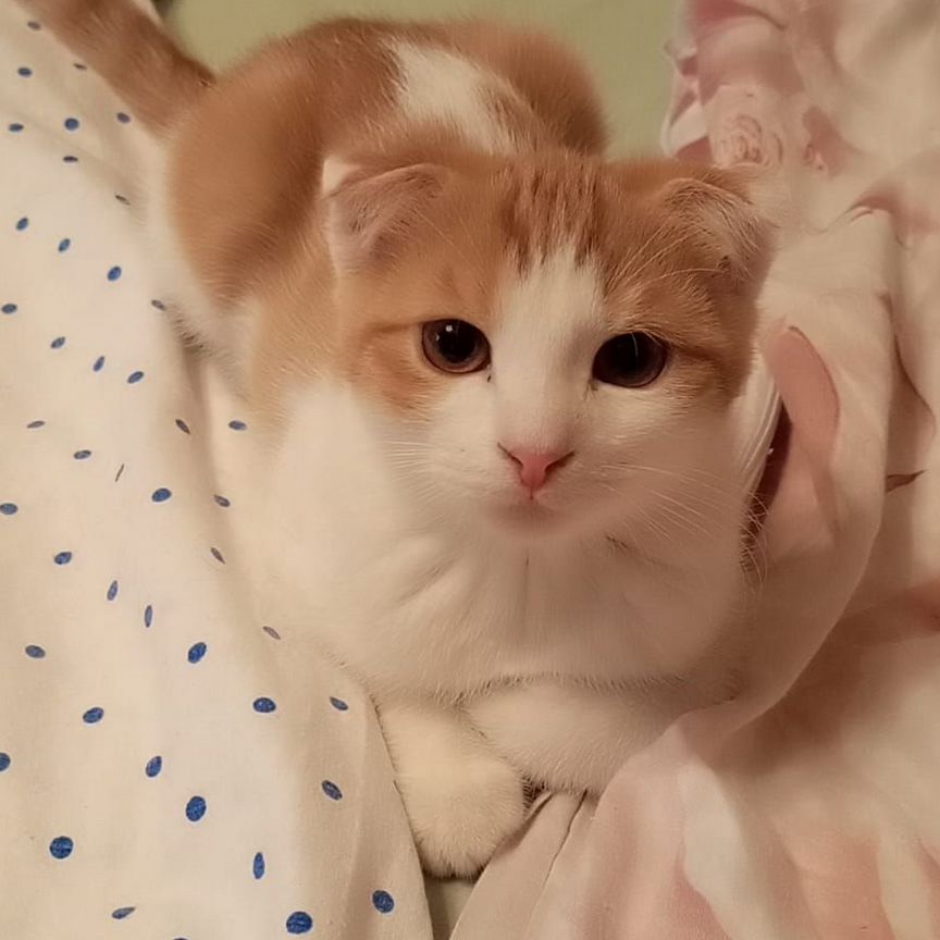 Шотландский вислоухий короткошёрстный котёнок