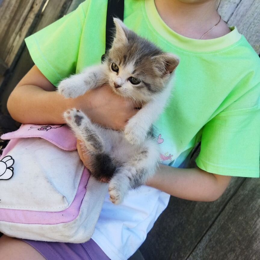 Кошка