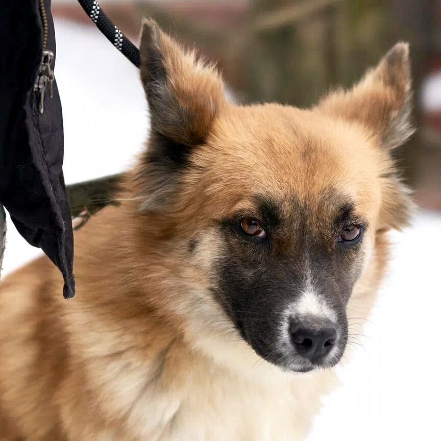 Взрослая собака в добрые руки