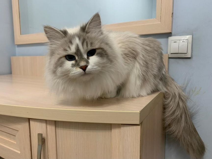 Невская Маскарадная кошечка Хлоя