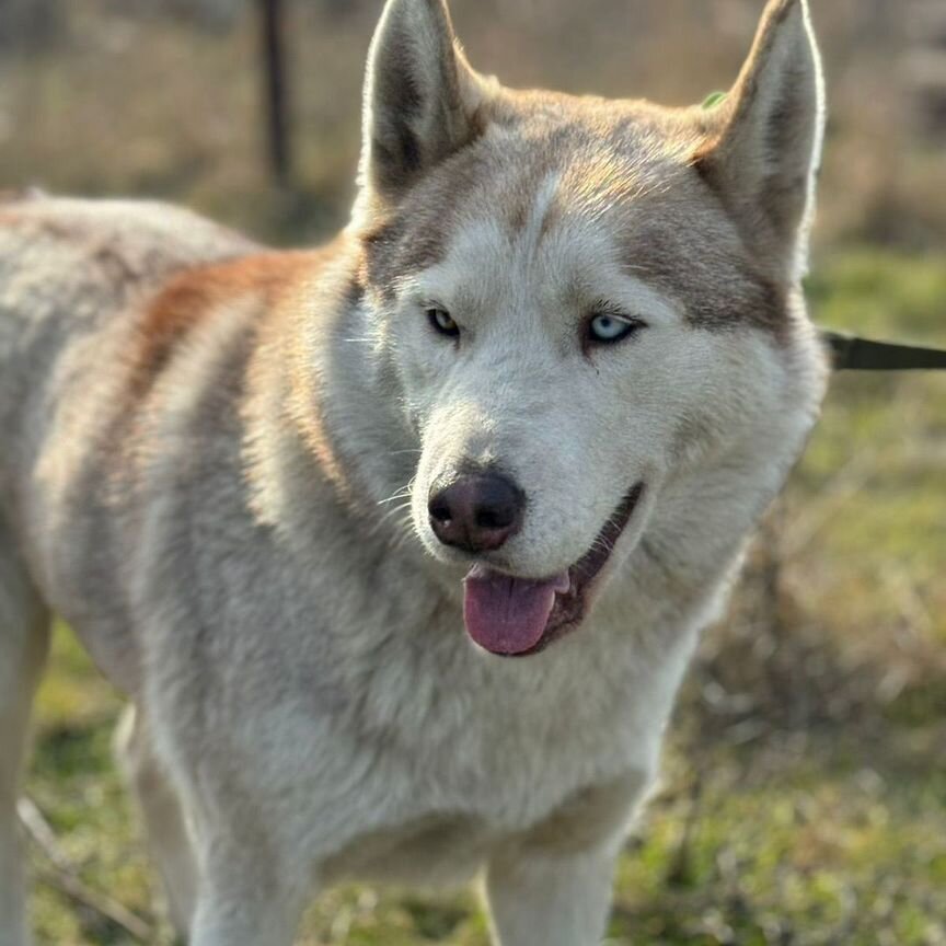 Хаски кабель в добрые руки